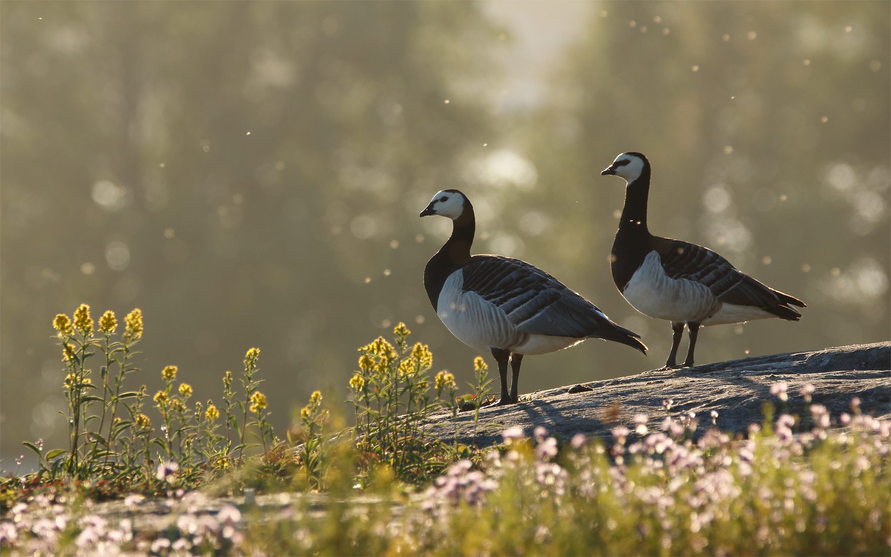 Harakka - citynature