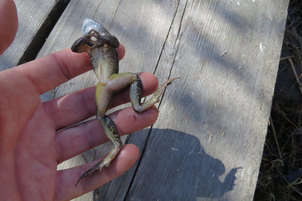 Rohukonn ja rabakonn Archives - citynature